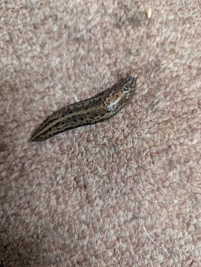 Leopard Slug from Eildon VIC 3713, Australia on December 25, 2023 at 11 ...