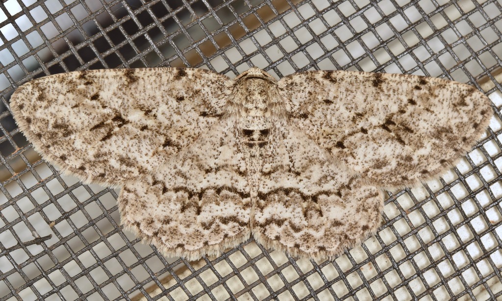 Small Engrailed (Moths of Georgia) · iNaturalist