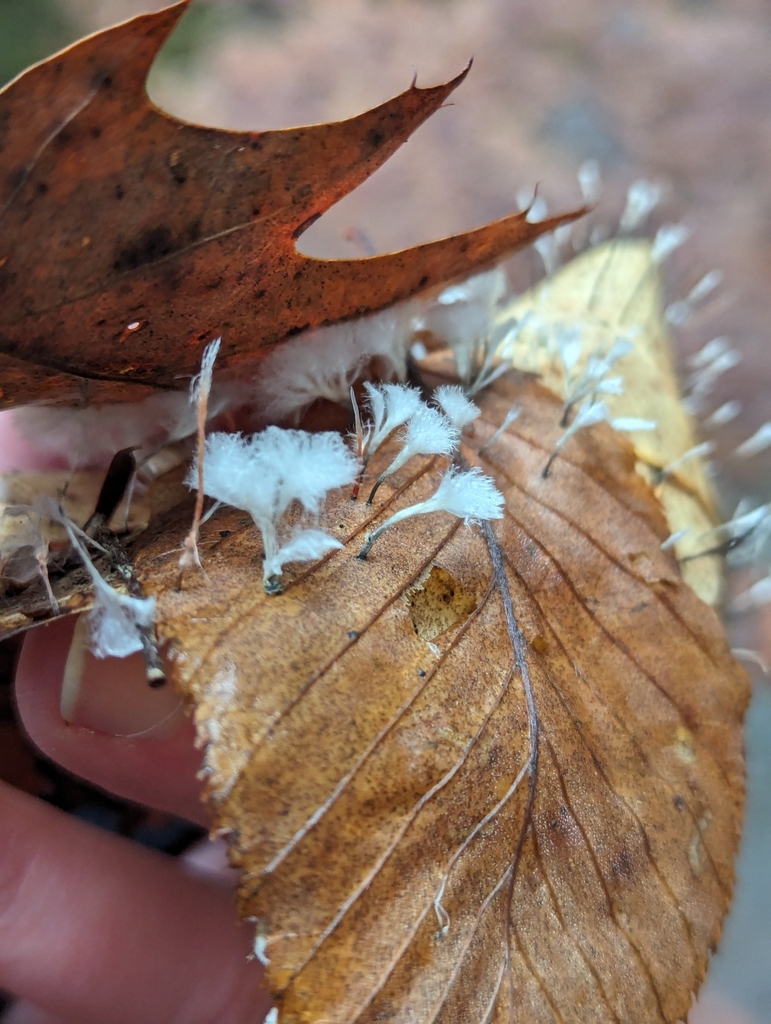 Anthina from Slippery Rock Township, PA, USA on December 24, 2023 at 01 ...