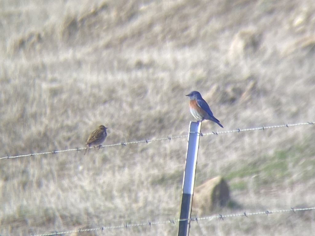 Western Bluebird from Mission Peak Regional Preserve, Fremont, CA, US ...