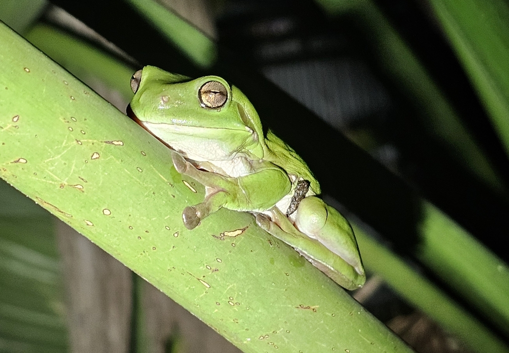 Australian Green Tree Frog from Fernvale QLD 4306, Australia on ...