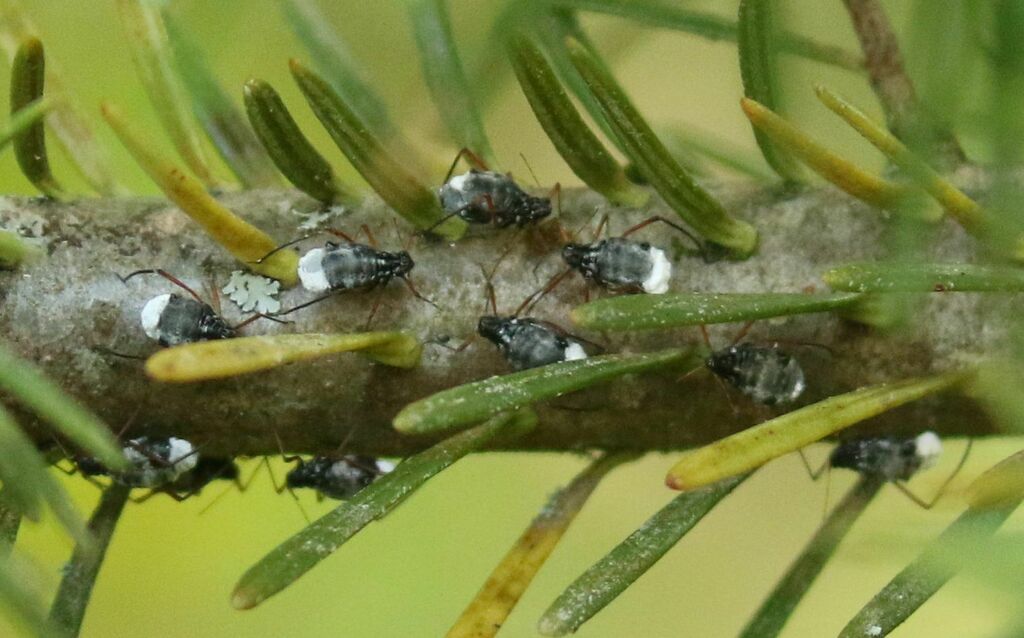 Bow-legged Fir Aphid from Sault Ste. Marie Fort Creek Conservation Area ...