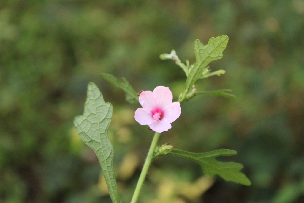 bur mallow from P6J6+C5Q, Kapputhi R.F., Tamil Nadu 636601, India on ...