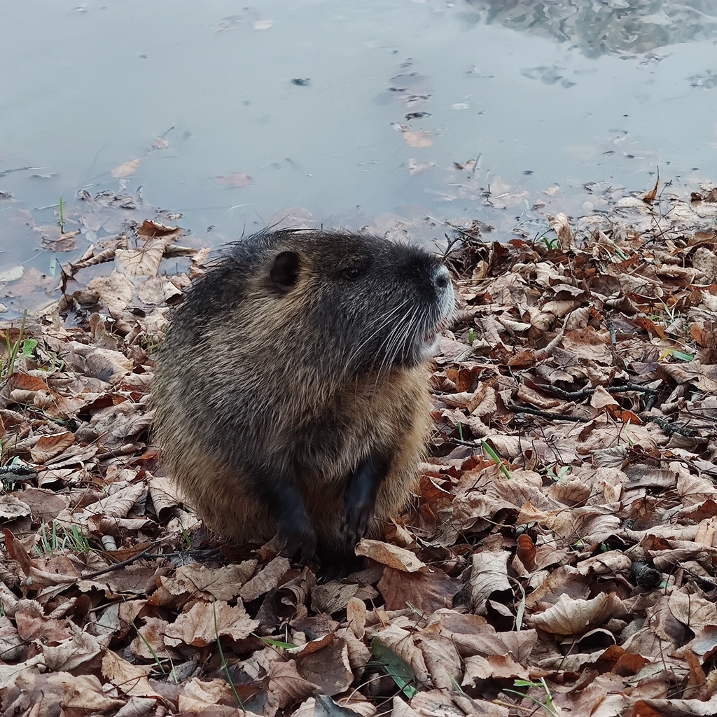 Coypu from 500 03, Hradec Králové-Hradec Králové 3, Czechia on December ...