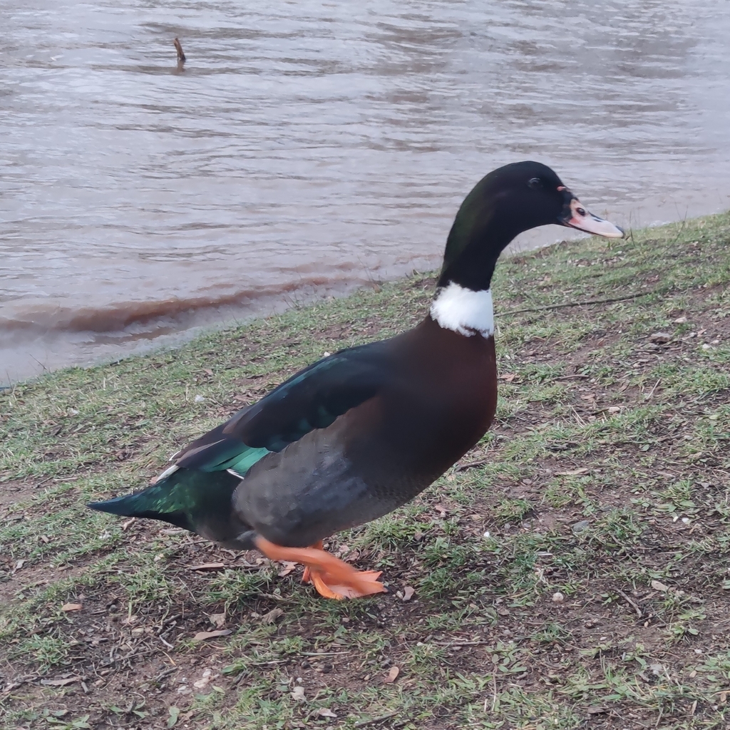 Mallard × Muscovy Duck from 500 03 Hradec Kralove-Hradec Králové 3 ...