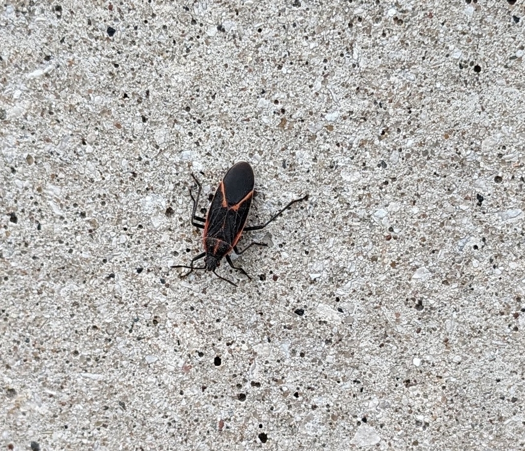 Eastern Boxelder Bug from Edgewater Beach, Chicago, IL, USA on December ...