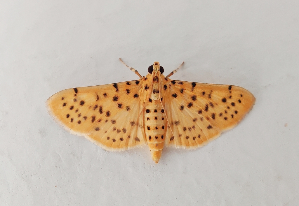 Yellow Peach Moth from GR2J+RV9, opp. Dinanath mangeshkar hospital ...
