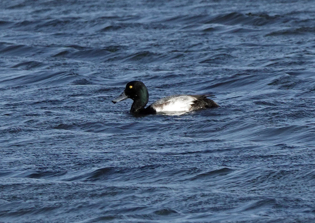 Greater Scaup from Port Mansfield, TX, USA on December 24, 2023 at 04: ...