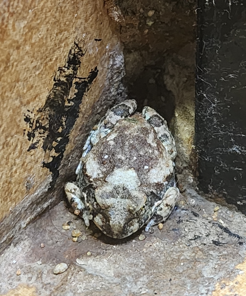 Natal sand frog from Kruger National Park, ZA-MP-EH, ZA-MP, ZA on ...