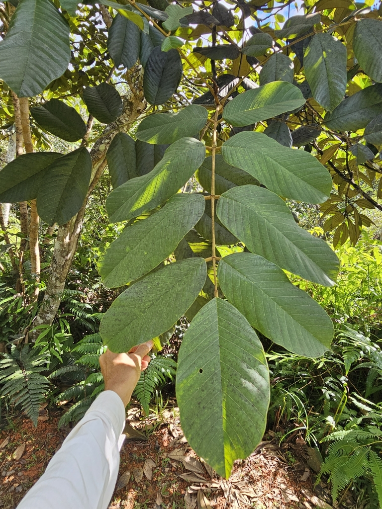 Ormosia krugii from Muñoz Rivera, Patillas, Puerto Rico on December 24 ...