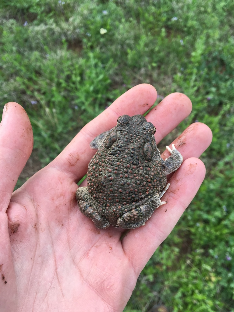 Texas Toad from 266–366 FM 611 S, Rotan, TX, US on April 6, 2019 at 06: ...