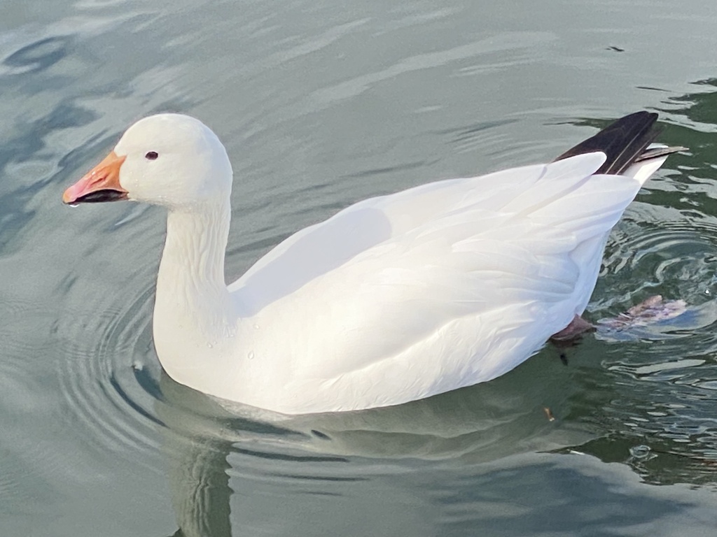 Snow Goose from Waloa Pond, Hilo, HI, US on December 25, 2023 at 10:18 ...