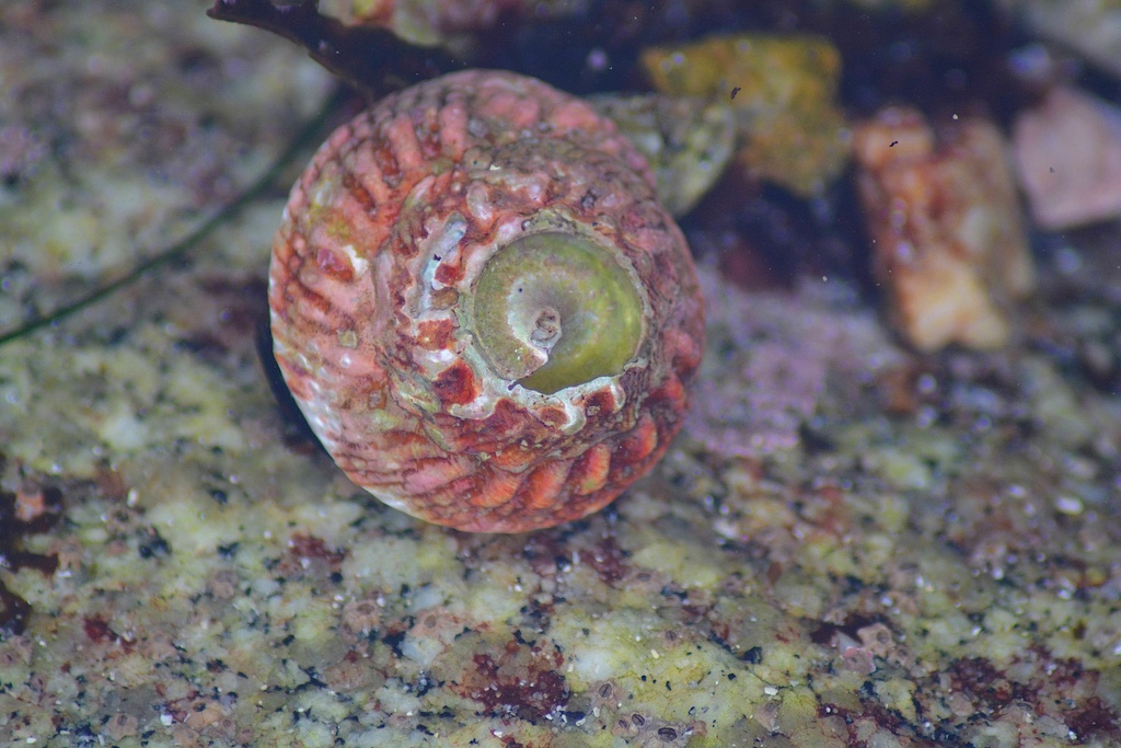 Red Turban Snail from North Pacific Ocean, Del Monte Forest, CA, US on ...