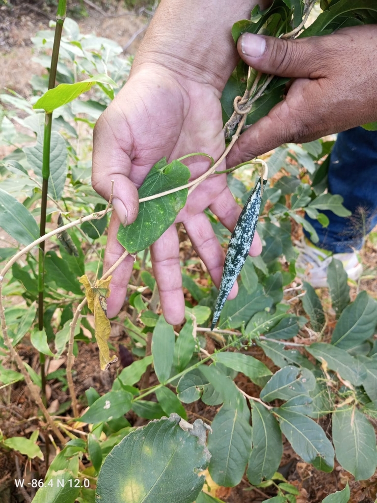 Polystemma from El Crucero, Nicaragua on December 25, 2023 by Norlin ...