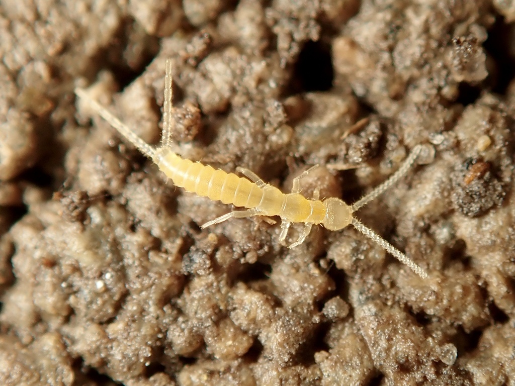 Campodea from Texas Rd, Amherstburg, ON, CA on December 25, 2023 at 02: ...