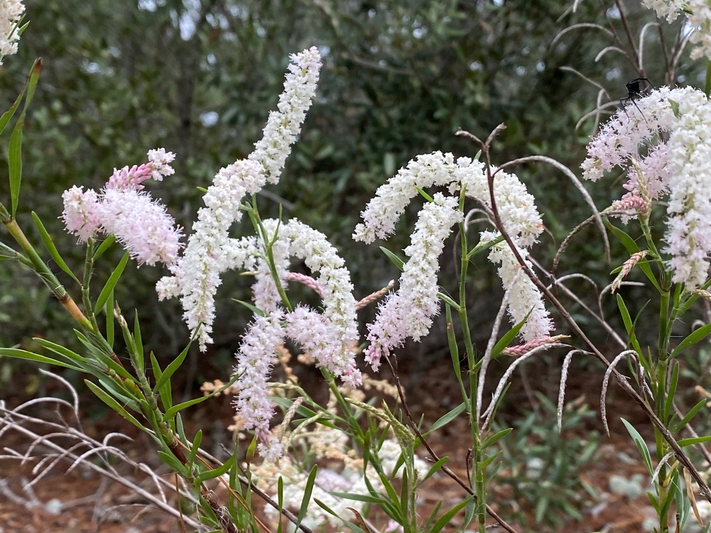 Sandhill wireweed from Singer Island, Jupiter, FL, US on December 25 ...