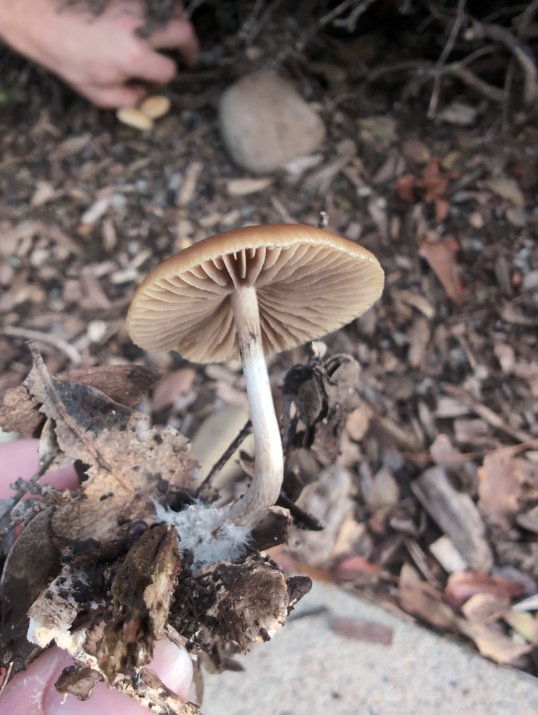 Psilocybe allenii from Whitney Oaks, Rocklin, CA, USA on December 25 ...