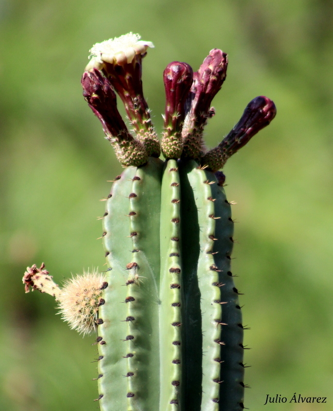 Pitaya de Queretaro from Sierra del Águila on April 11, 2016 by Julio ...
