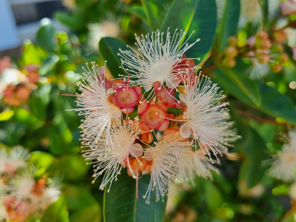 Waterberries from Albertinia, 6695, South Africa on December 20, 2023 ...