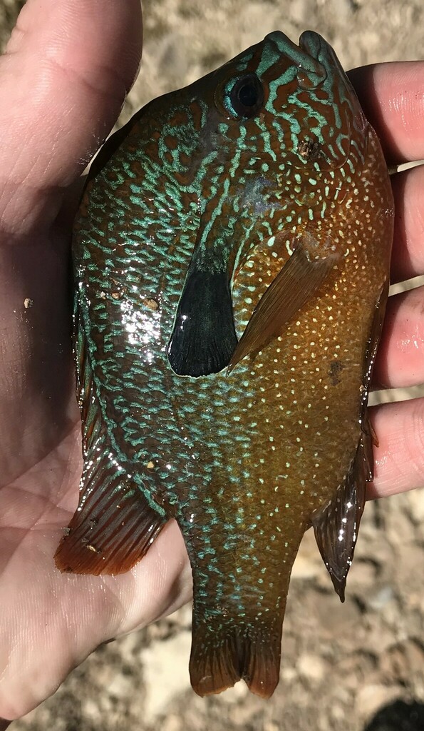 Longear Sunfish from Jasper County, MO, USA on August 15, 2019 at 03:04 ...