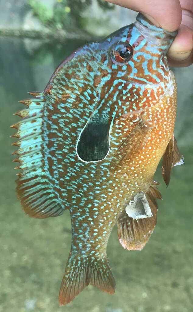Longear Sunfish from Jasper County, MO, USA on August 15, 2019 at 04:57 ...