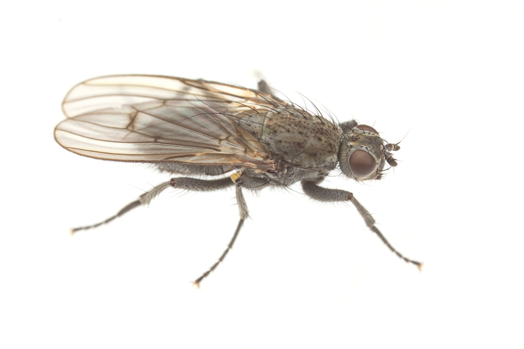 Seaweed Flies from Los Angeles, CA 90095, USA on December 21, 2023 at ...