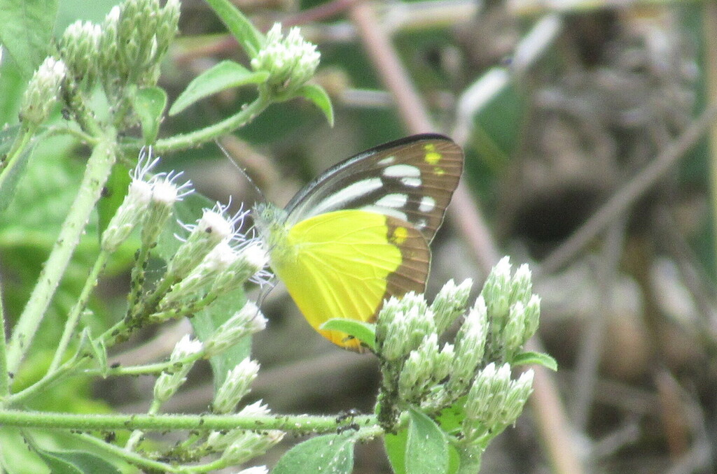 Orange Gull from Central Sumba Regency, East Nusa Tenggara, Indonesia ...