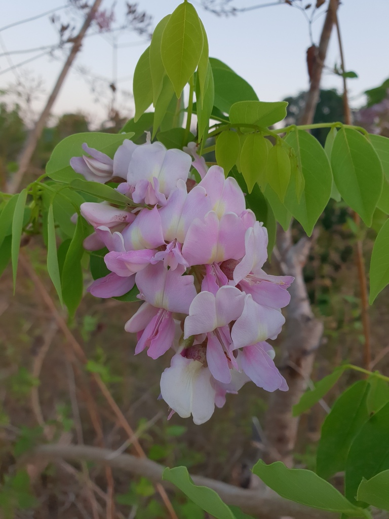 Fence Post Tree from Southwest Sumba Regency, East Nusa Tenggara ...