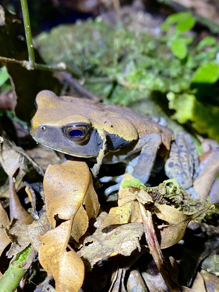 Leaf Litter Toad from Nangaritza, Zamora Chinchipe, EC on December 19 ...