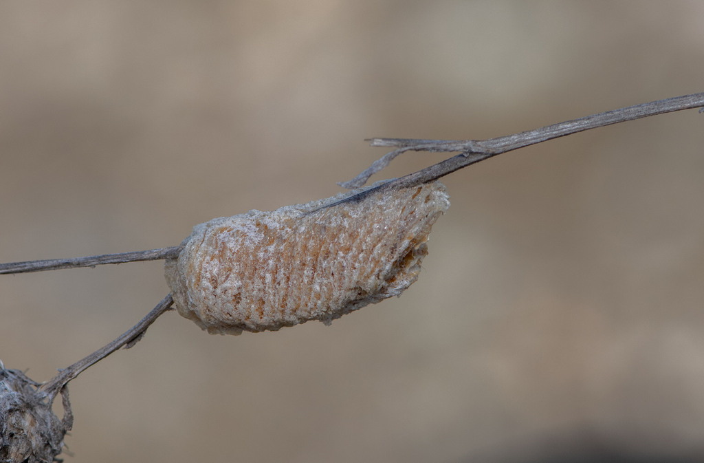 California Mantis from Orange County, CA, USA on December 25, 2023 at ...