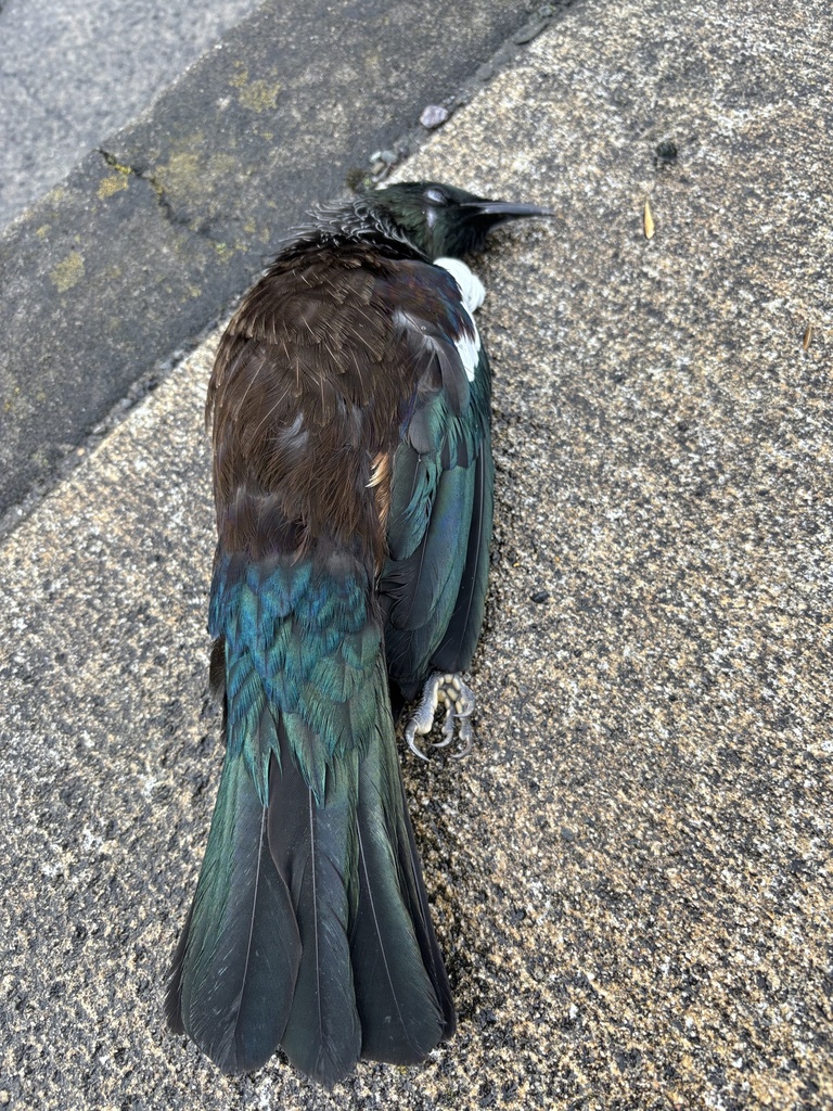 Tui from North Island, Taupō, Waikato, NZ on December 26, 2023 at 07:31 ...