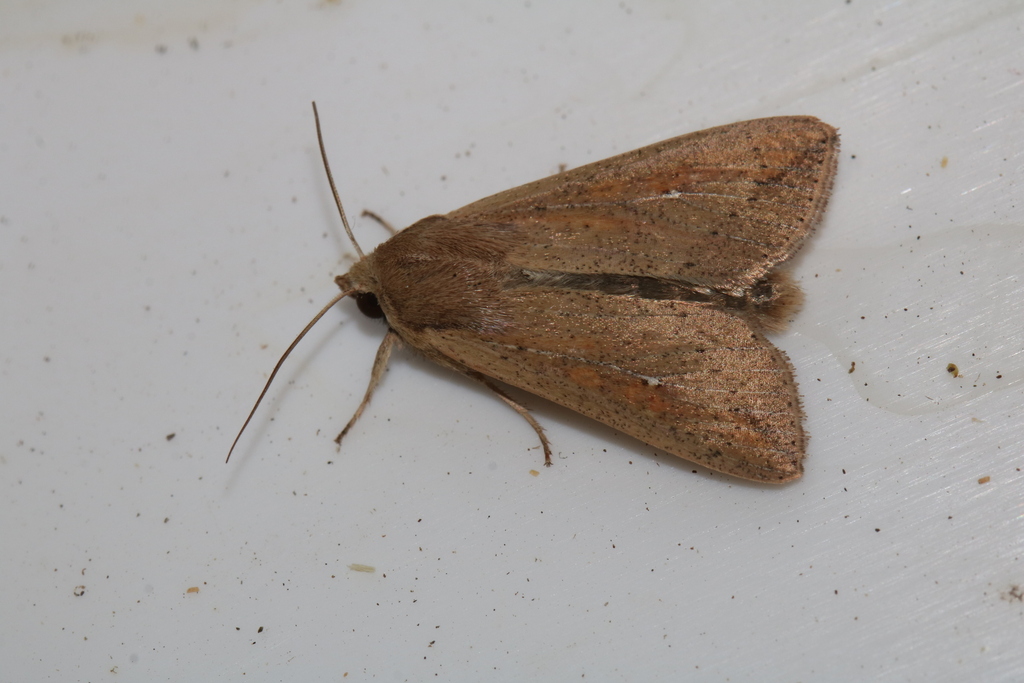 White-speck Moth from Barcelona, España on November 12, 2023 at 05:58 ...