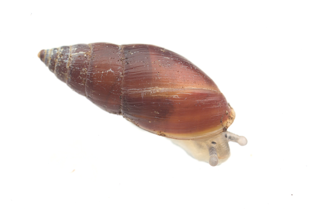 Mouse-eared Snail from Playa Del Rey, Los Angeles, CA, USA on December ...