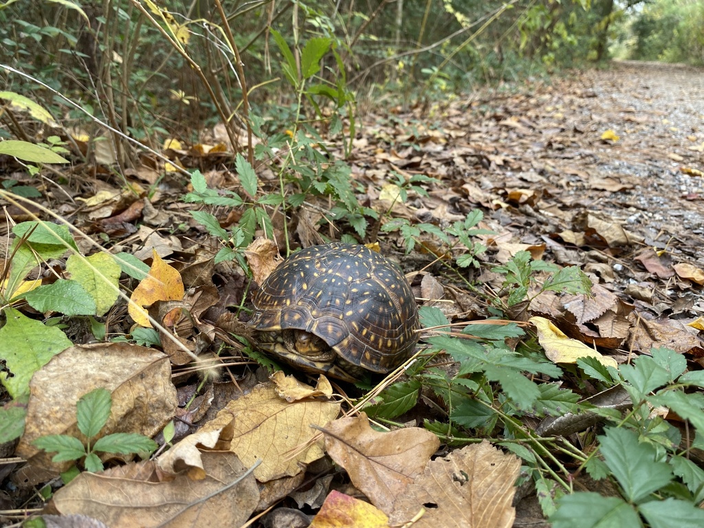 Box Turtles in December 2023 by Ally Dean · iNaturalist