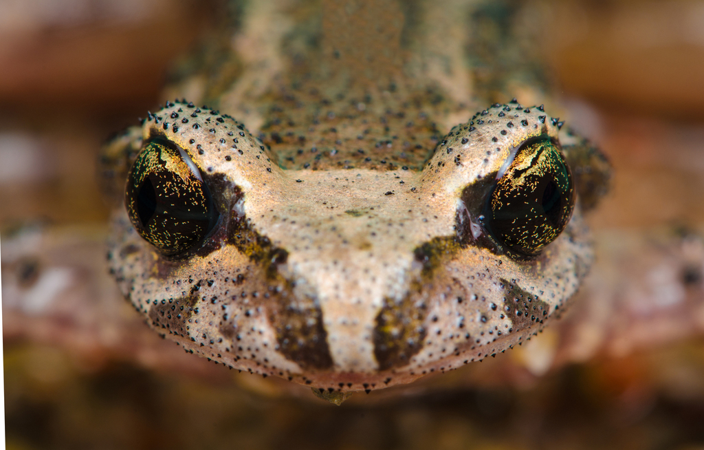 Ningshan lazy toad in May 2014 by Ji-Shen Wang · iNaturalist