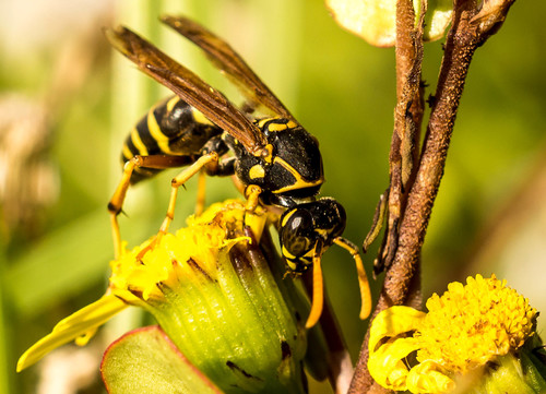 Observations by camkay · iNaturalist