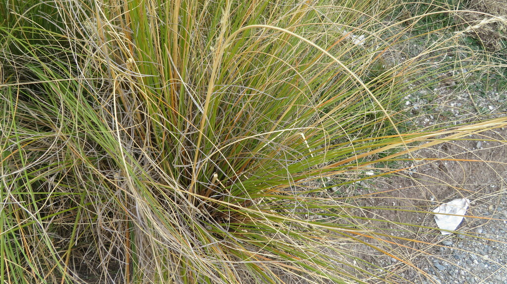 Chionochloa rigida rigida from Lindis Pass, New Zealand on April 2 ...