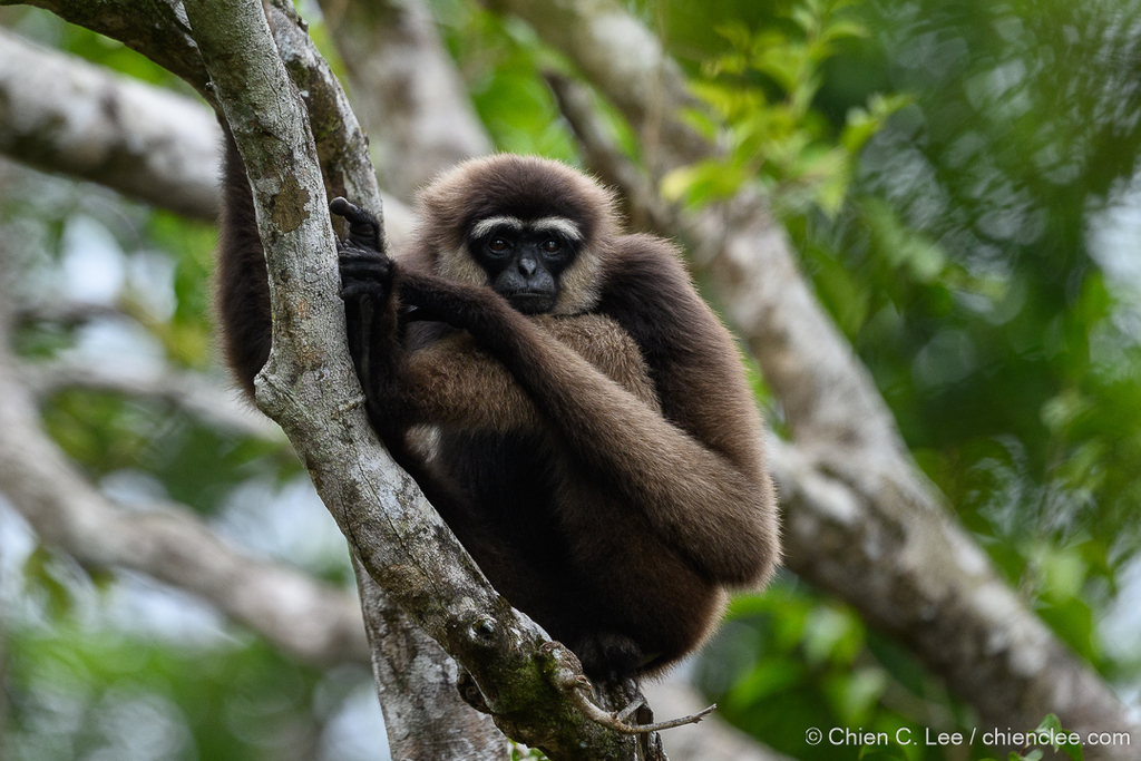 Bornean White-bearded Gibbon in December 2023 by Chien Lee · iNaturalist