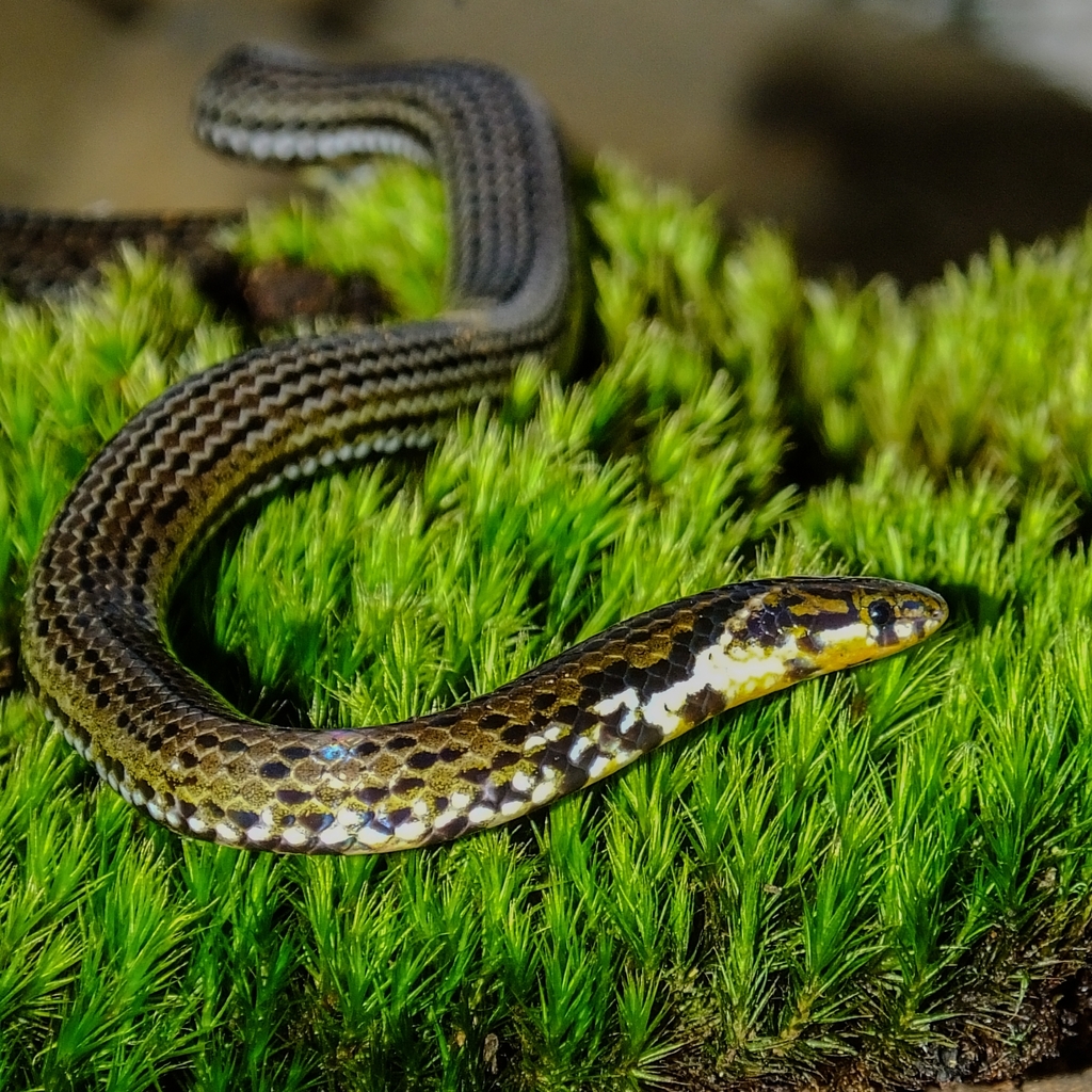 Linne's Dwarf Snake from Suaka Margasatwa Gunung Sawal on December 26 ...
