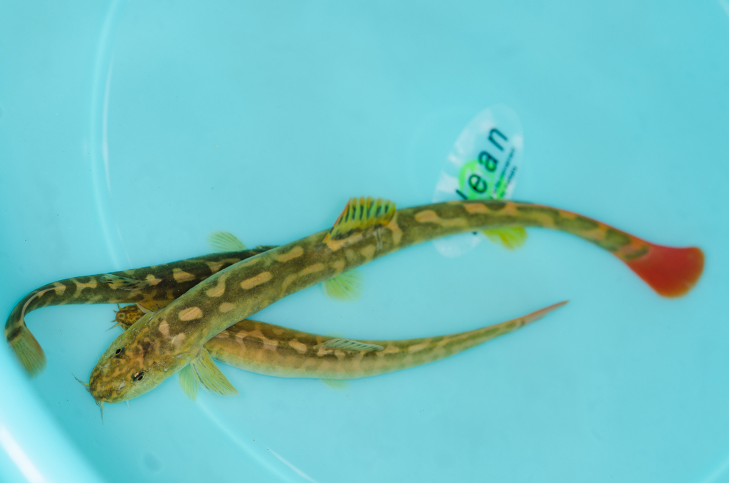 Homatula laxiclathra from Mei County, Baoji, Shaanxi, China on June 30 ...