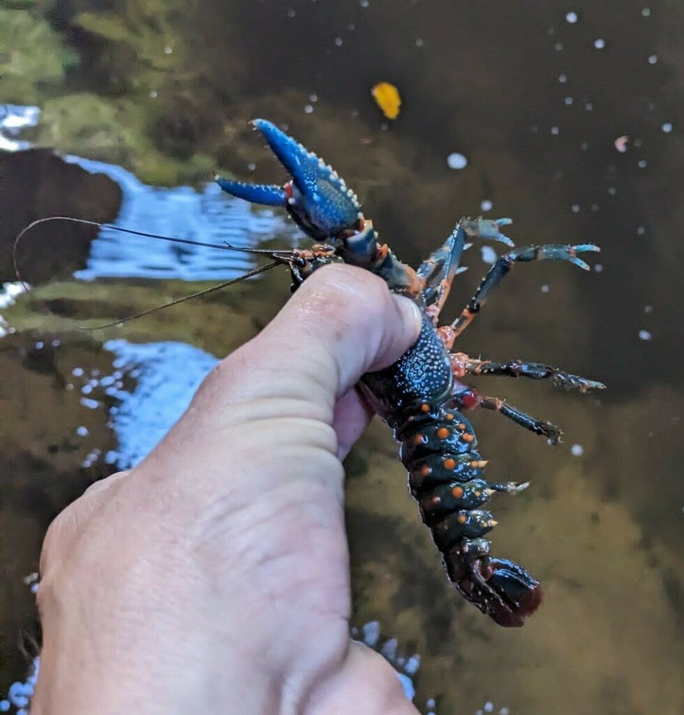 Giant Spiny Crayfish in December 2023 by camidge. Taking iNat ...