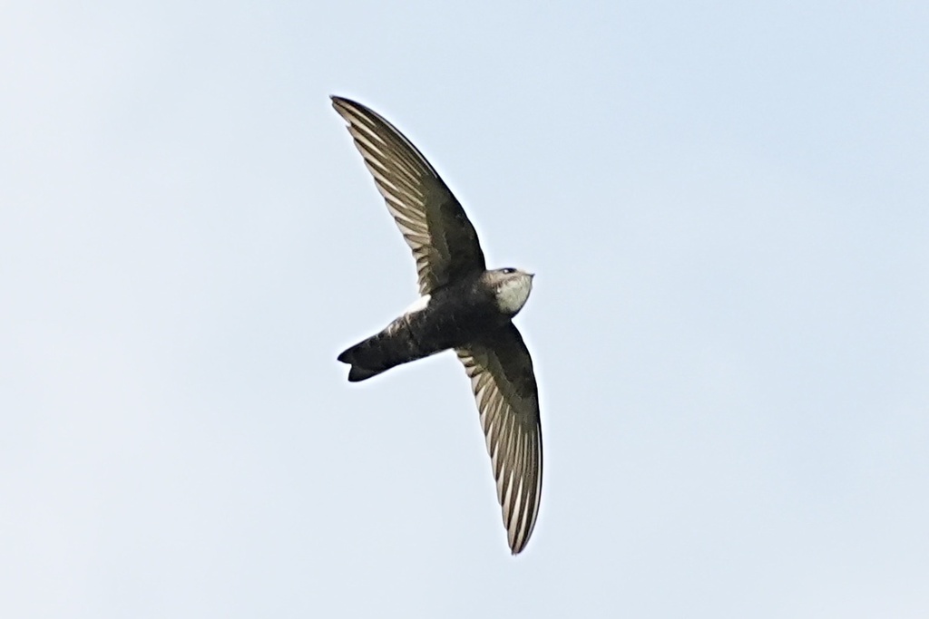 House Swift in December 2023 by King Chan · iNaturalist