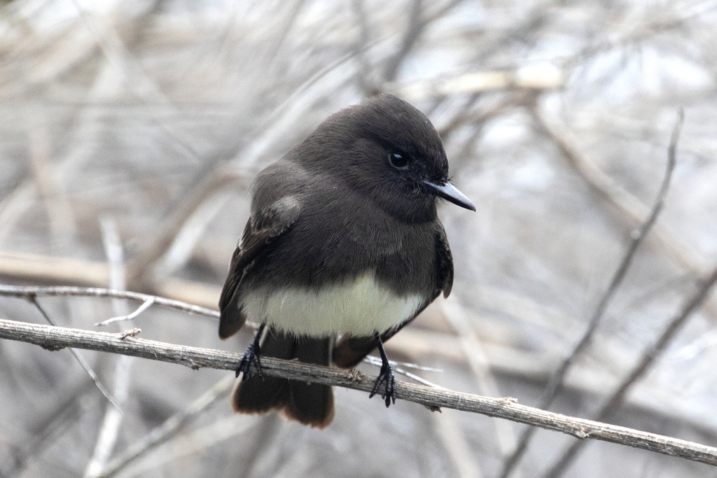 Black Phoebe from Gilbert Water Ranch, Gilbert, AZ, USA on December 24 ...