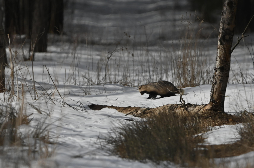 Asian Badger from Коченевский р-н, Новосибирская обл., Россия on April ...