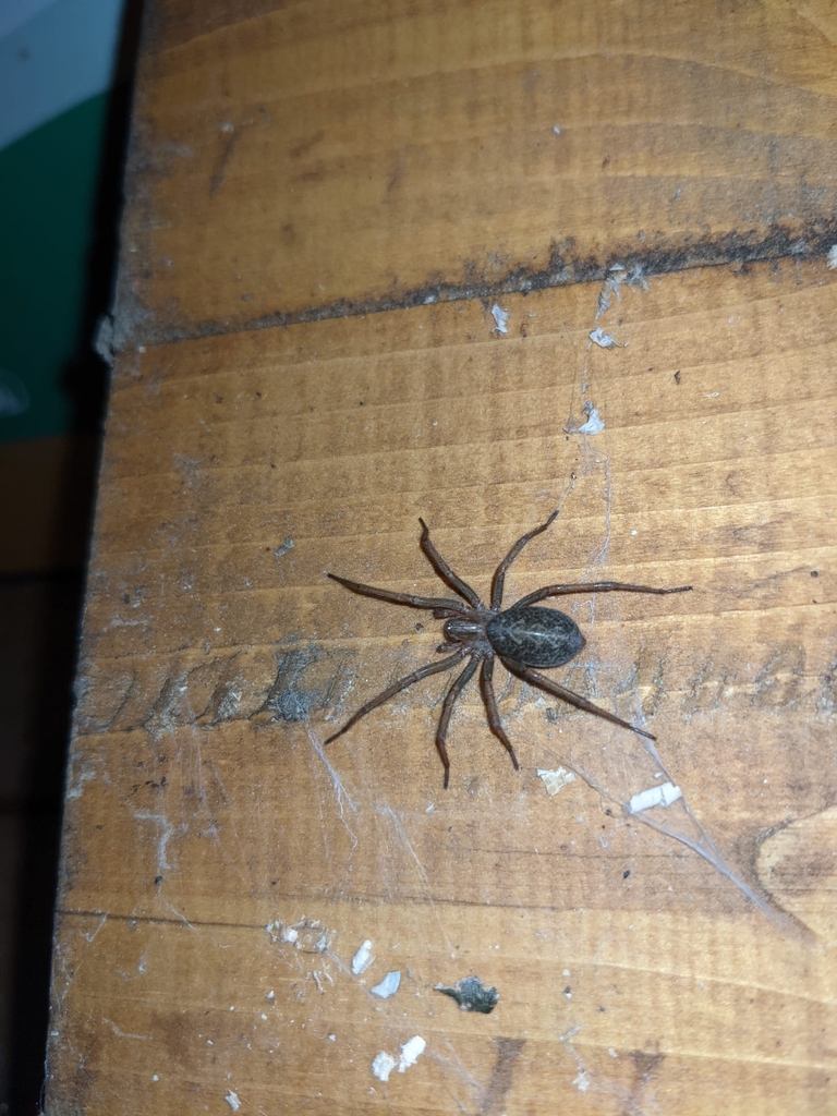 Hobo Spider from Titan, Bucharest, Romania on October 25, 2023 at 11:07 ...