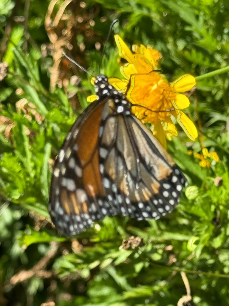 Southern Monarch from Comuna 14, Buenos Aires, CABA, AR on December 26 ...