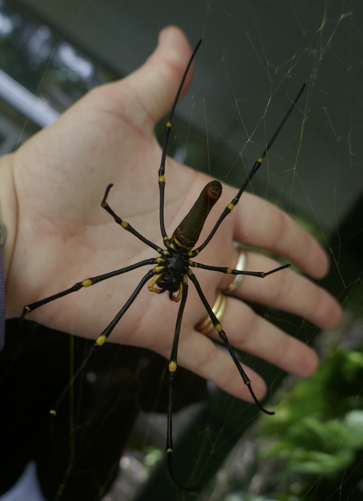 Giant Golden Orbweaver from 4854, Tully, QLD, AU on April 07, 2019 at ...