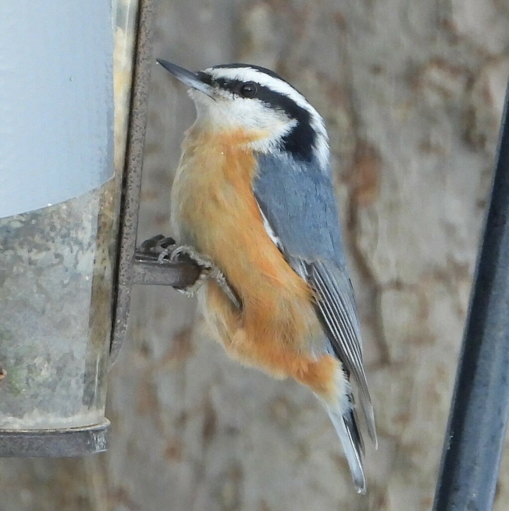 Red-breasted Nuthatch from Hamilton, Ohio, United States on December 28 ...