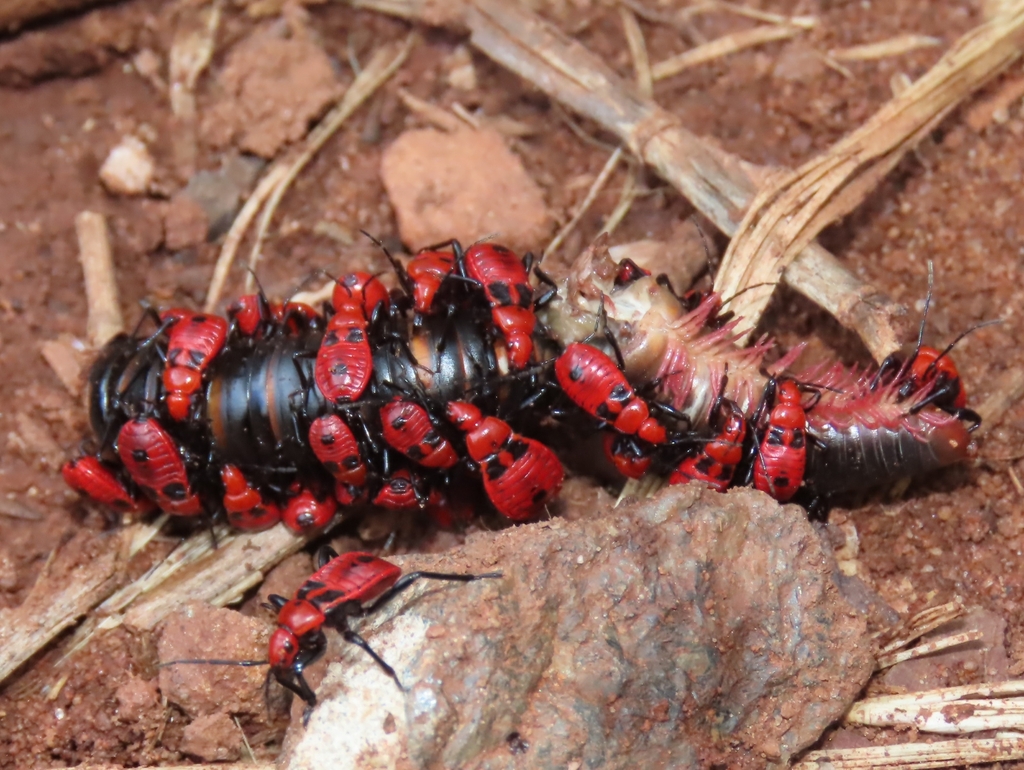 Millipede Assassin from Rosemary Ave & Pinkie St, Annlin, Pretoria ...