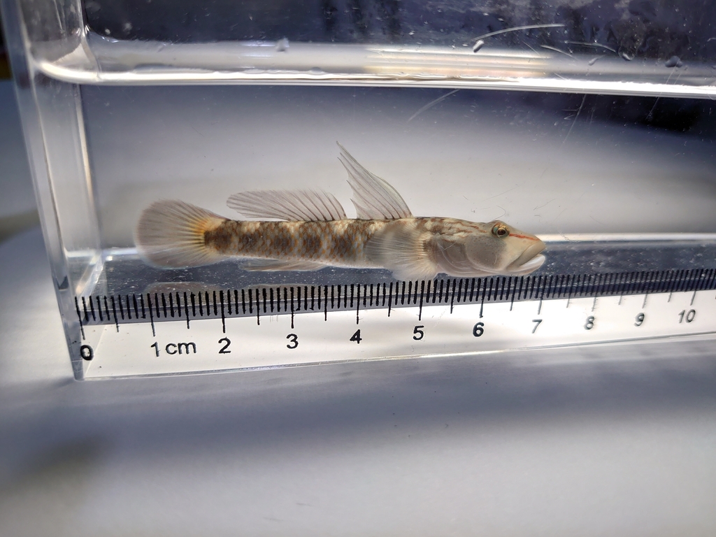 Brown Amur Goby from 中國济南市市中区CN 山东省 济南市 市中区 领秀城中央公园东区 14 14-商铺-1-102 邮政 ...